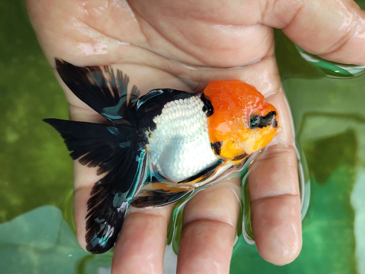 Tri Colour Oranda Goldfish Short Body 3 inch